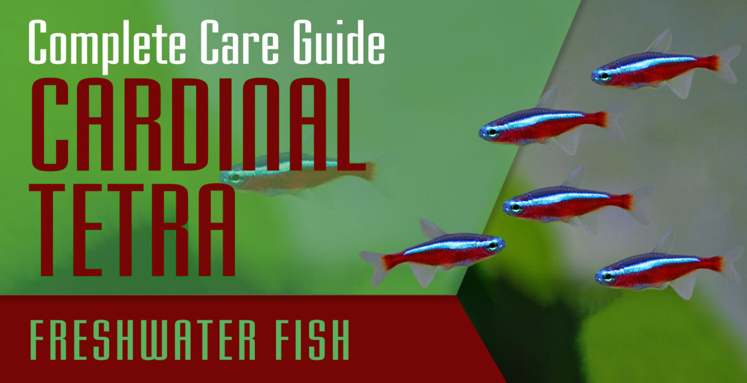 Cardinal Tetra: Complete Care Guide - Setup Fish Tank