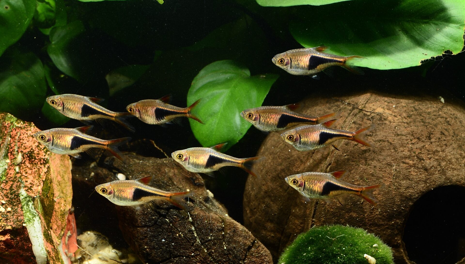 Harlequin rasboras: complete care guide - Setup Fish Tank