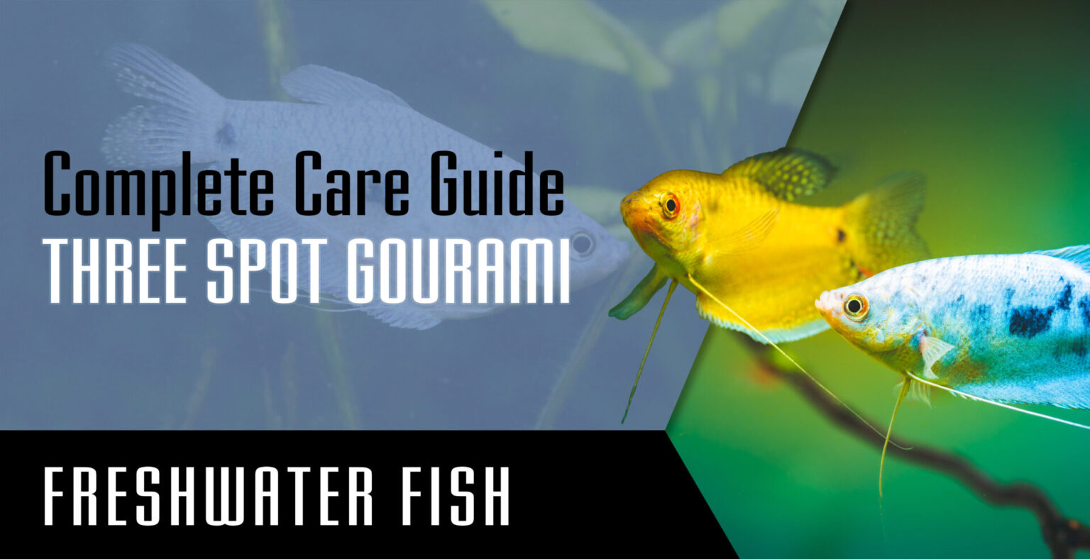 Three Spot Gourami: Complete Care Guide - Setup Fish Tank