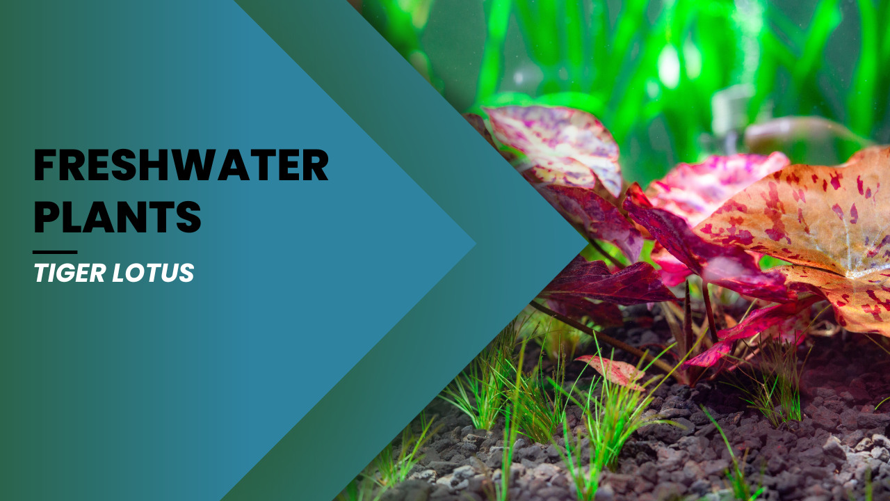 Tiger Lotus Care Guide – Planting, Growing, and Propagation - Setup ...