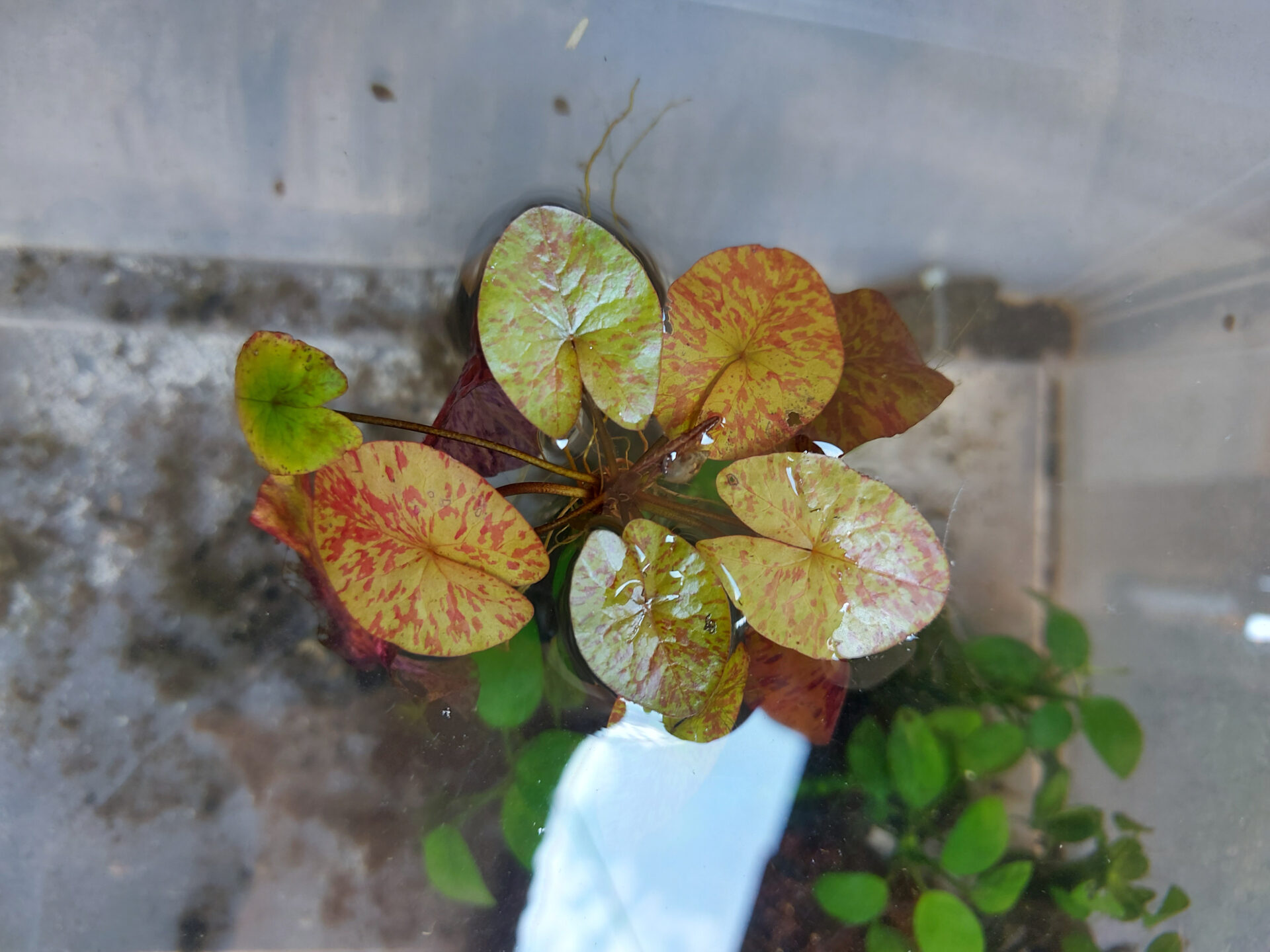 Tiger Lotus Care Guide – Planting, Growing, and Propagation - Setup ...